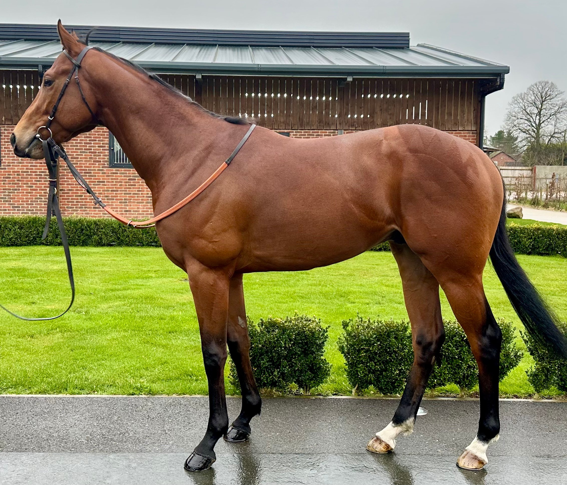 Our Horses | The Legacy Group Racing Club